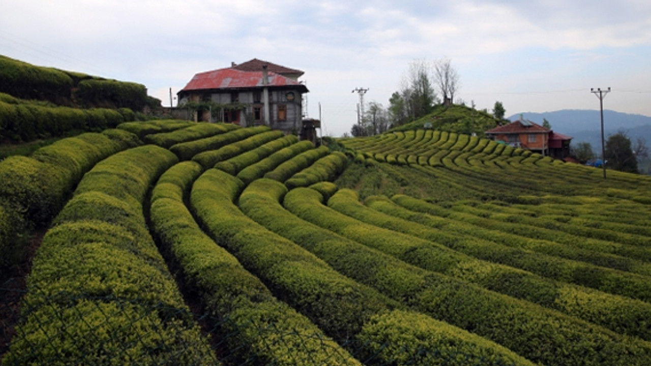Çay hasadı için yol haritası belirleniyor - KRT TV