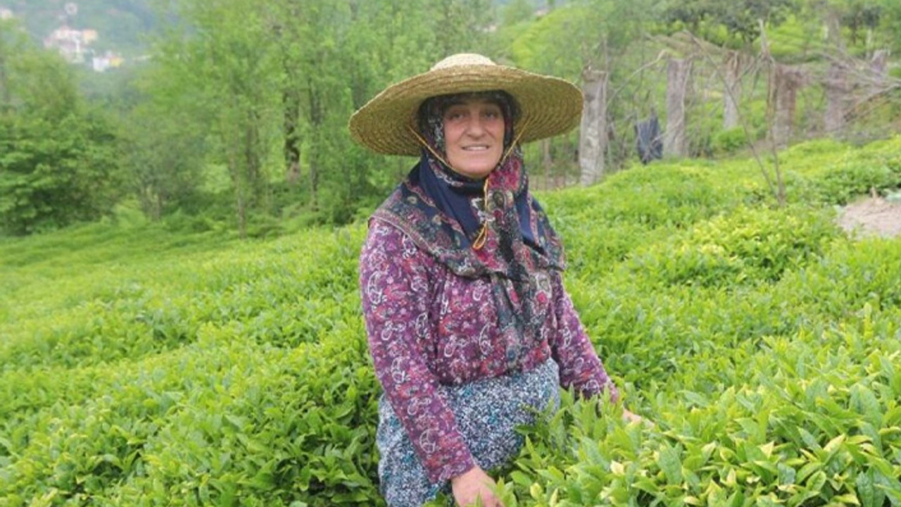 Yaş çay hasadı için geri sayım - KRT TV